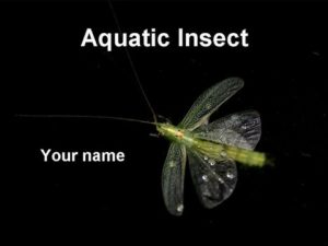 Free Aquatic Insect Slides Powerpoint Template - DesignHooks