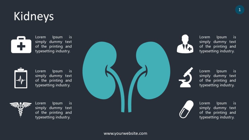 Free Kidney Lecture Slides Powerpoint Template - DesignHooks